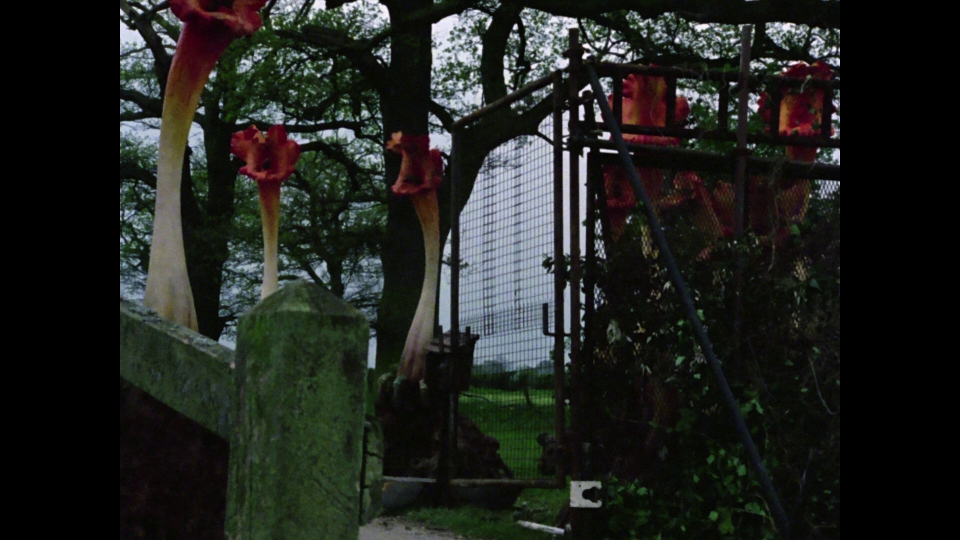 When Daffodils Attack: 1981’s The Day of the Triffids come to Blu-Ray ...